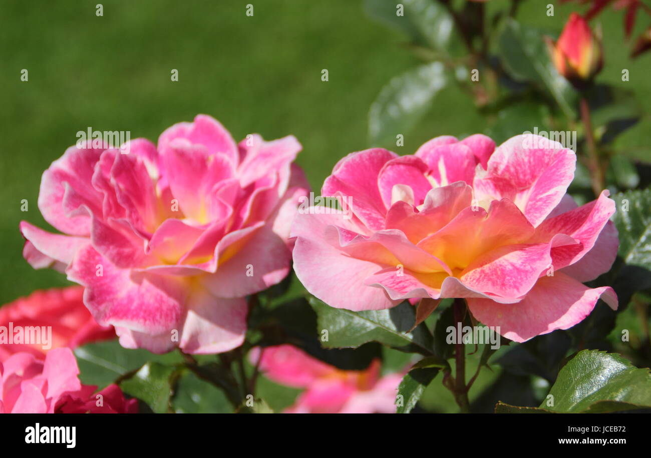 June rose flowers hi-res stock photography and images - Alamy