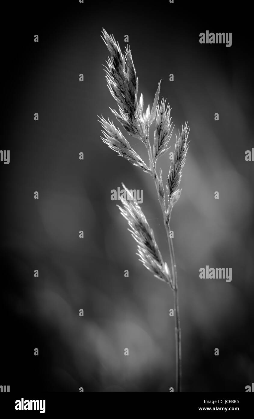 Mourning card hi-res stock photography and images - Alamy