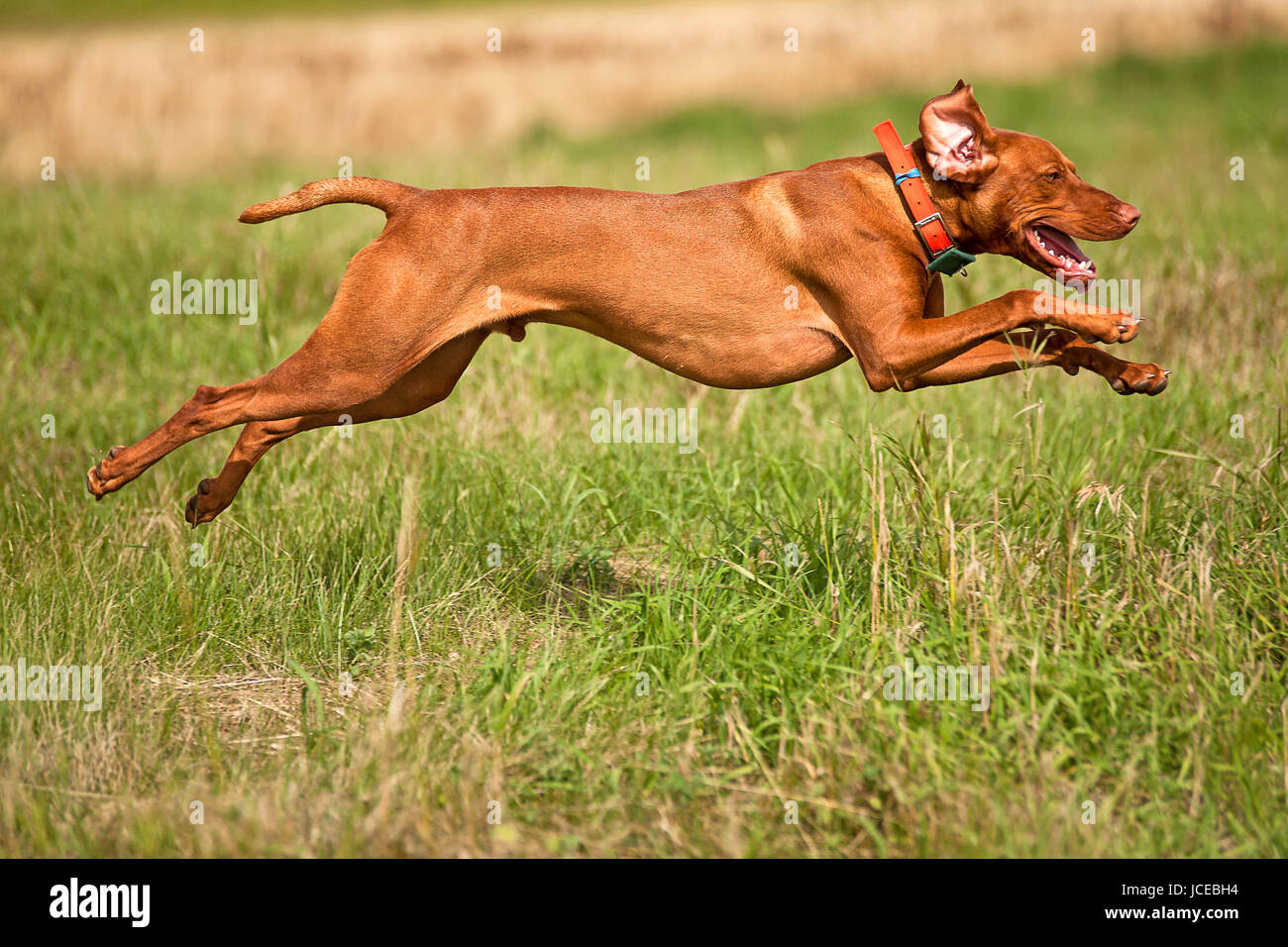 pointing dog jumping outdoors Stock Photo - Alamy