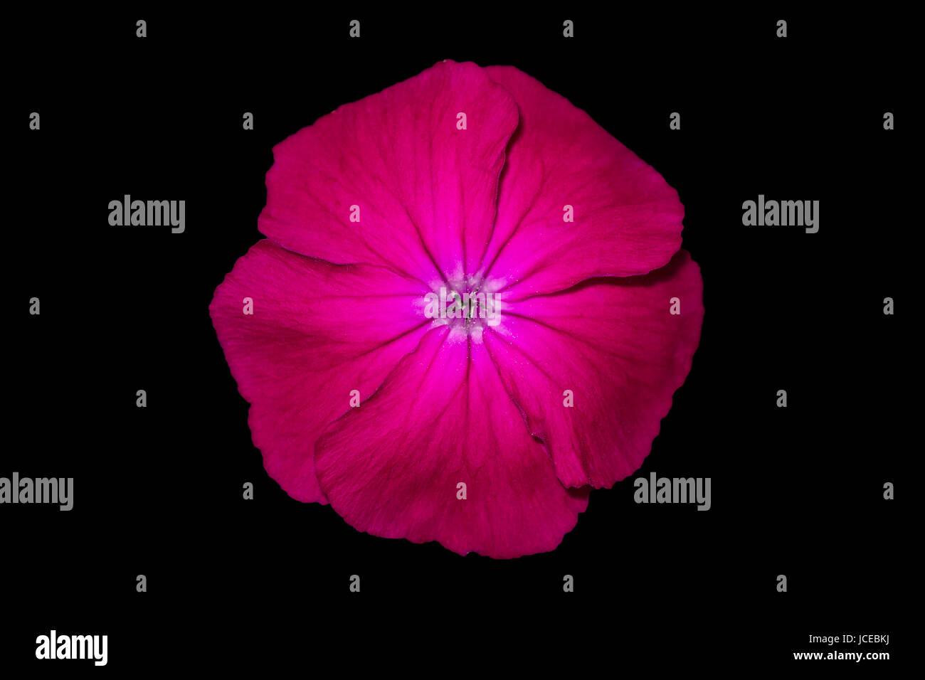 Rose campion hi-res stock photography and images - Alamy