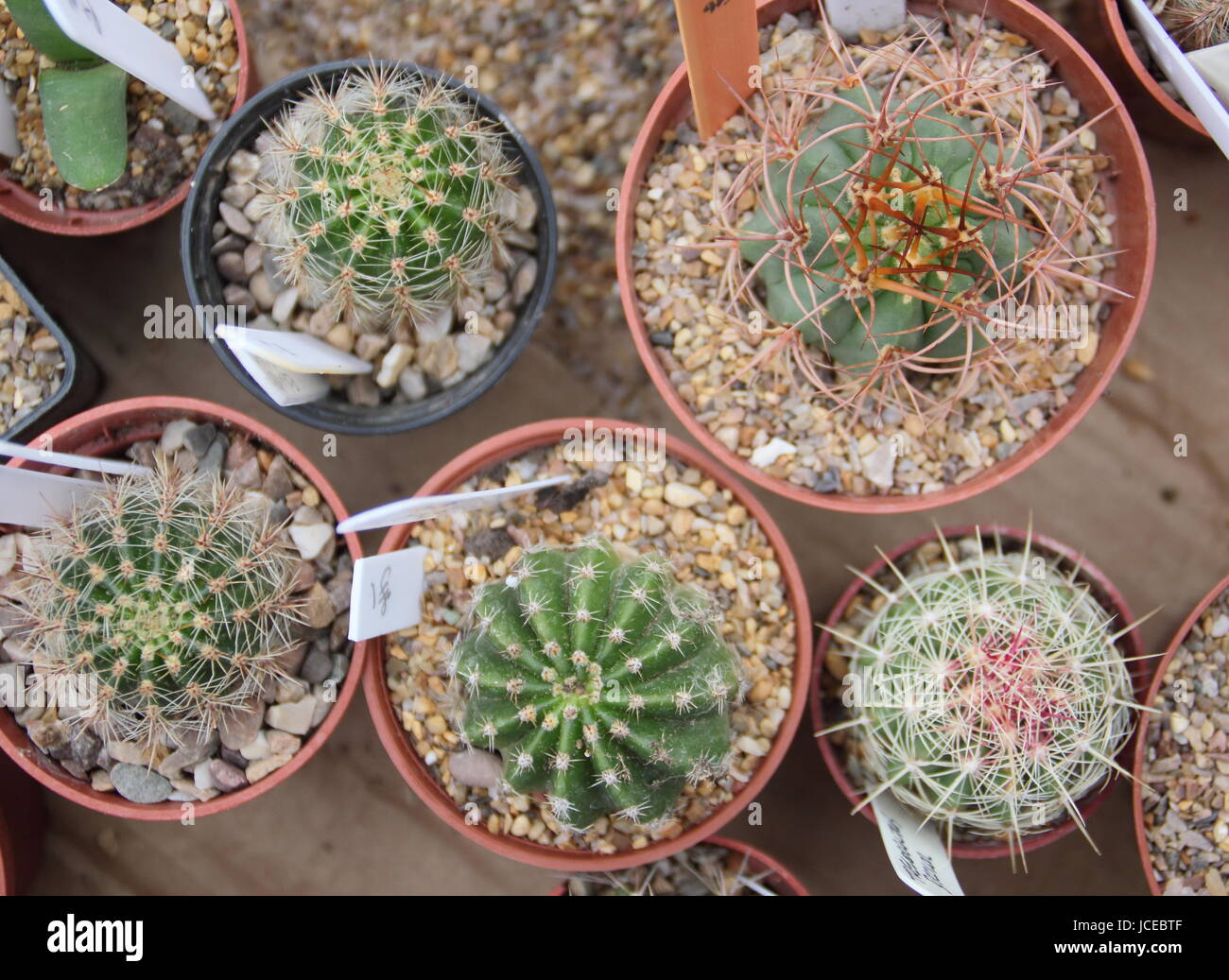 Cactus houseplants for sale at an annual cactus show, featuring the ...