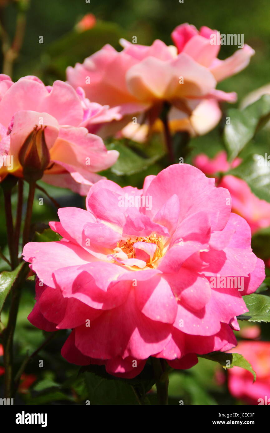 June rose flowers hi-res stock photography and images - Alamy