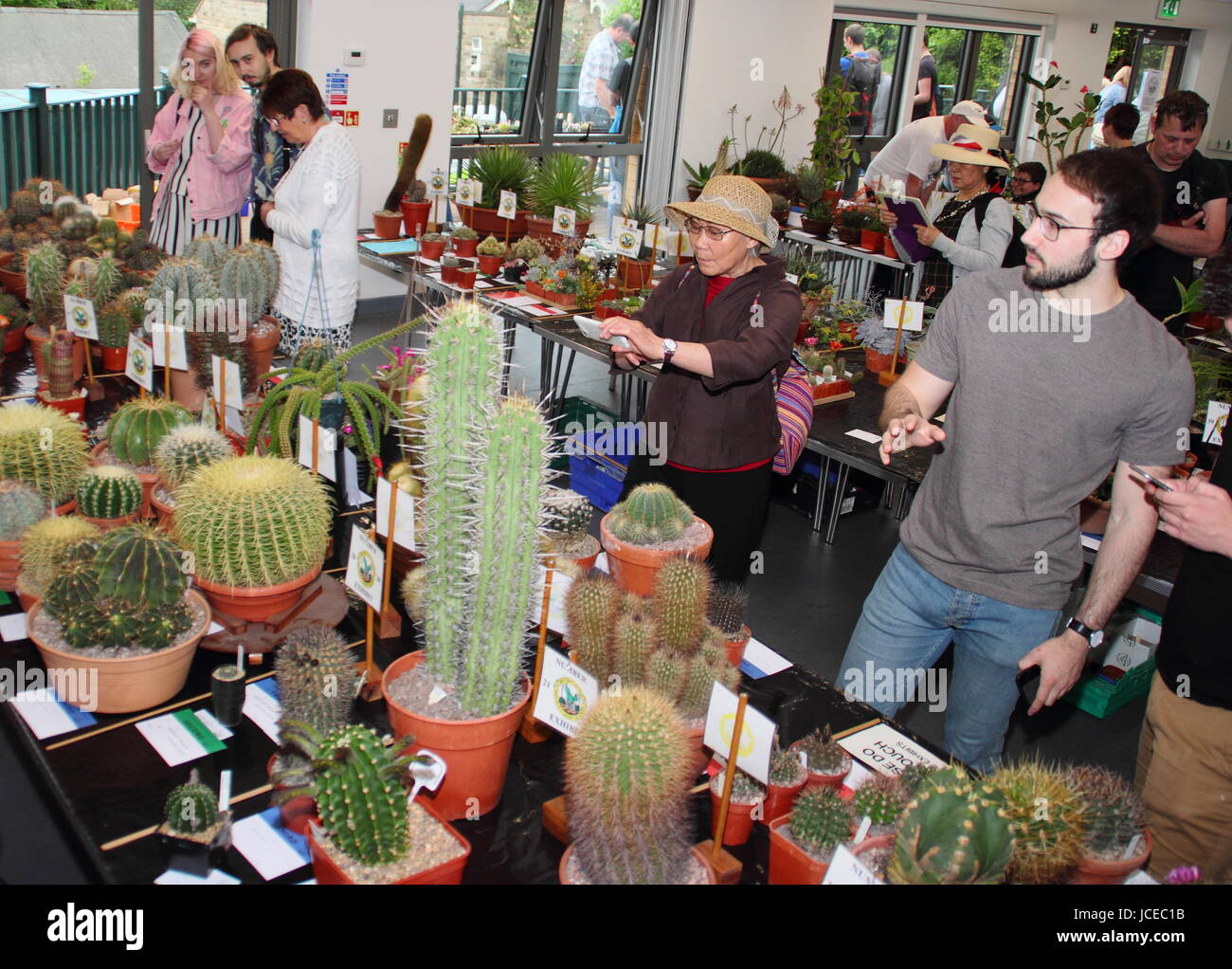 Annual cacti show hi-res stock photography and images - Alamy