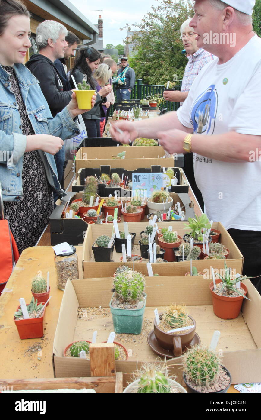 Cacti uk hi-res stock photography and images - Alamy