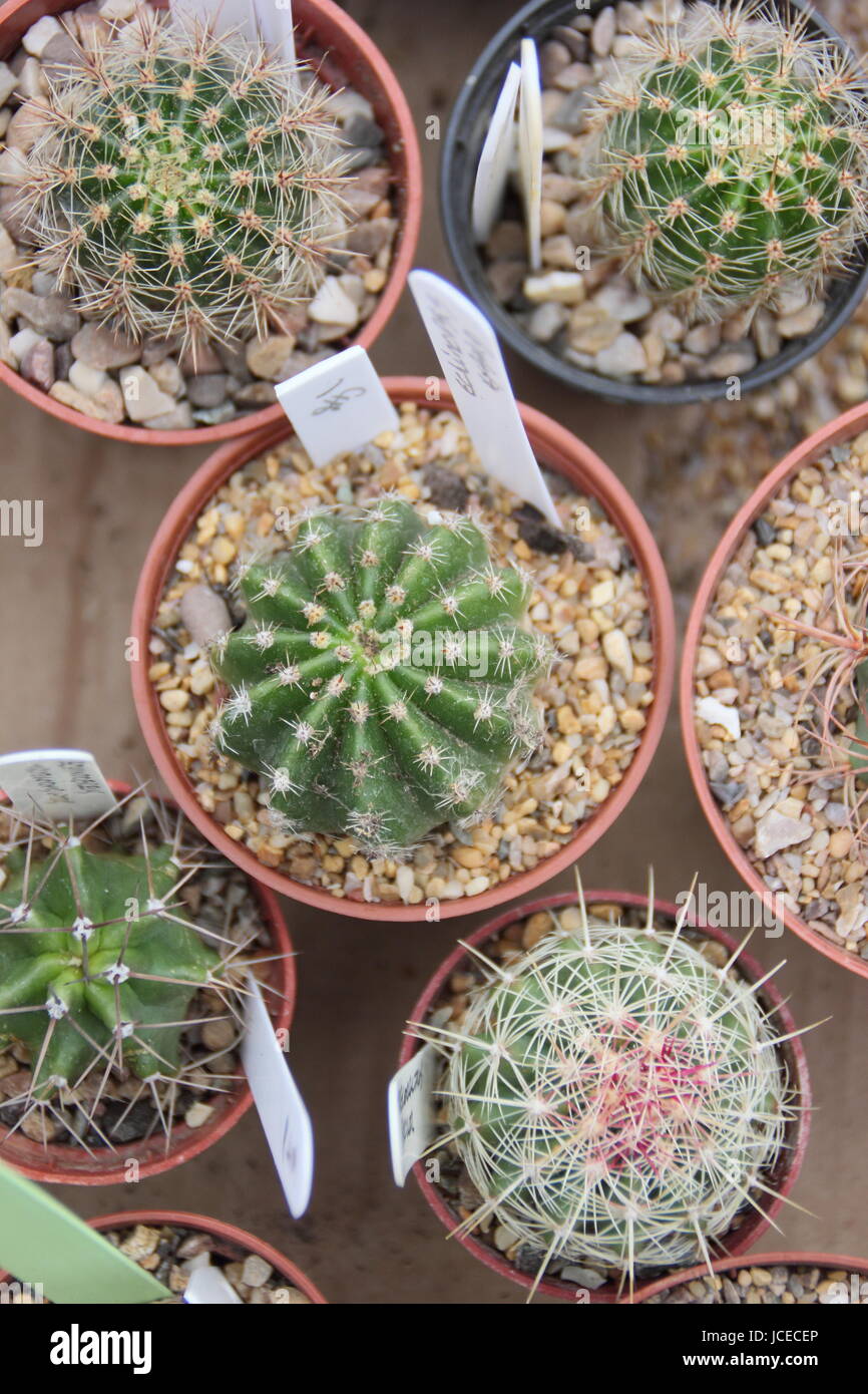 Uk houseplant hi-res stock photography and images - Alamy
