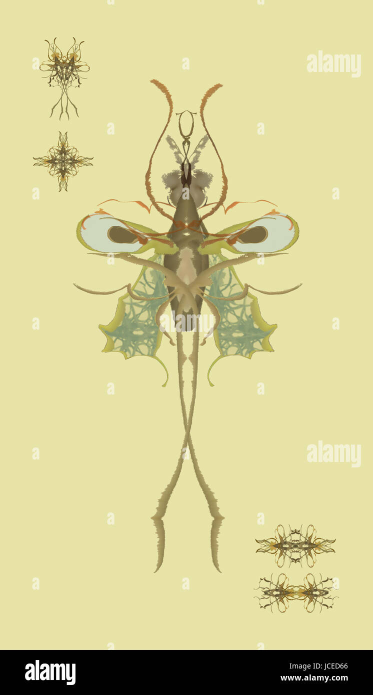 Insect chart hi-res stock photography and images - Alamy