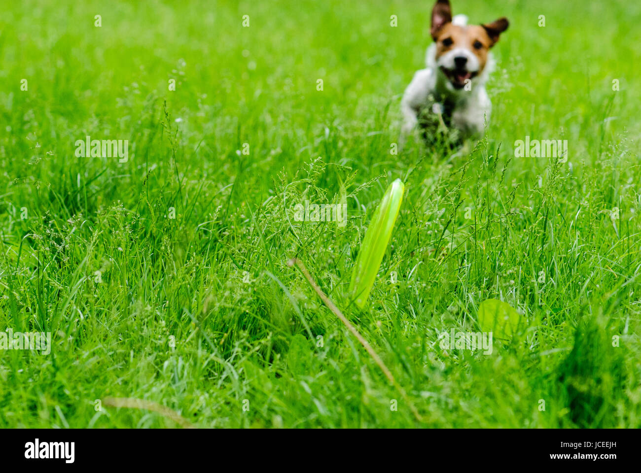 Discathon hi-res stock photography and images - Alamy