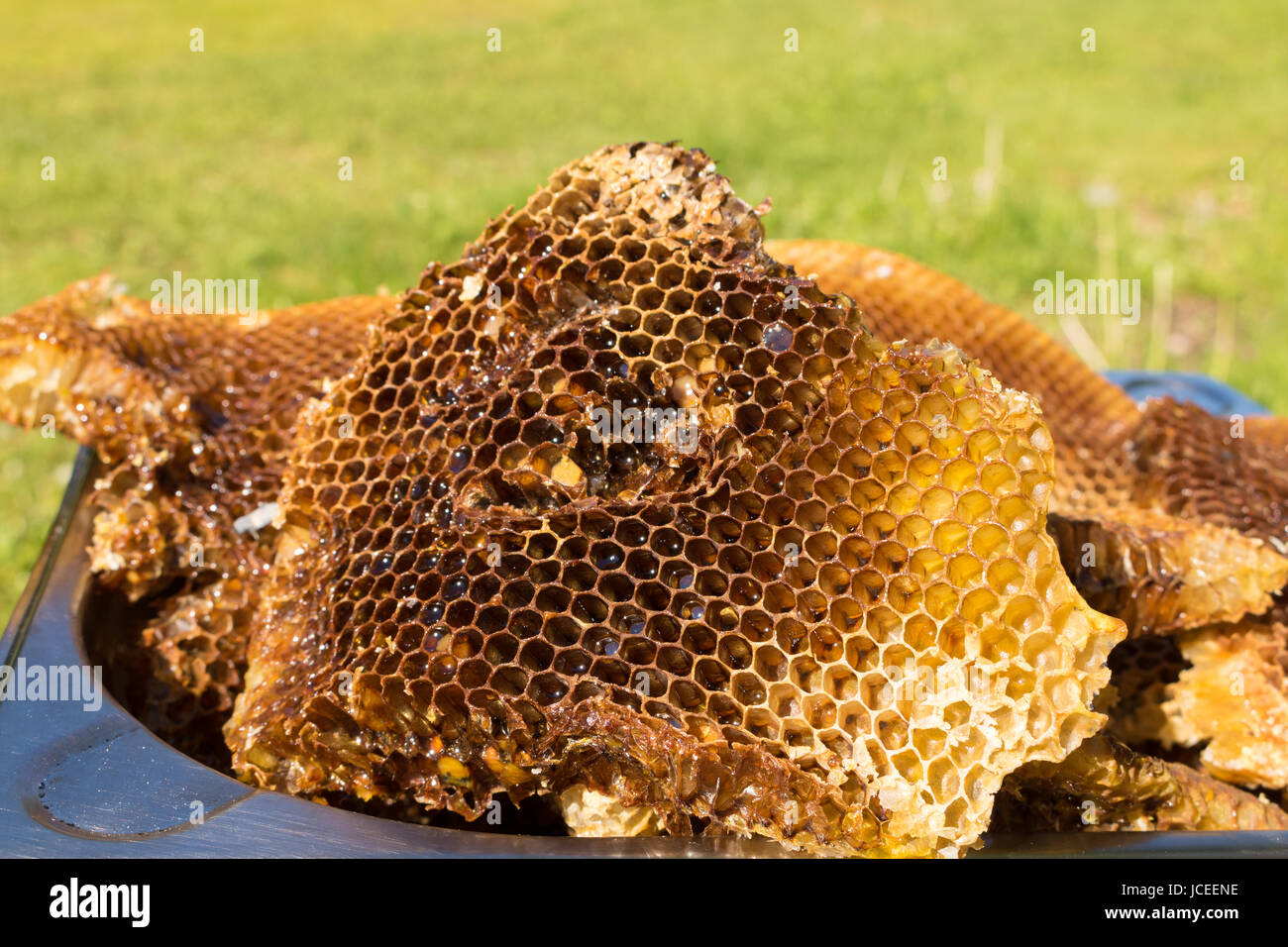 Bee on honeycomb hi-res stock photography and images - Alamy