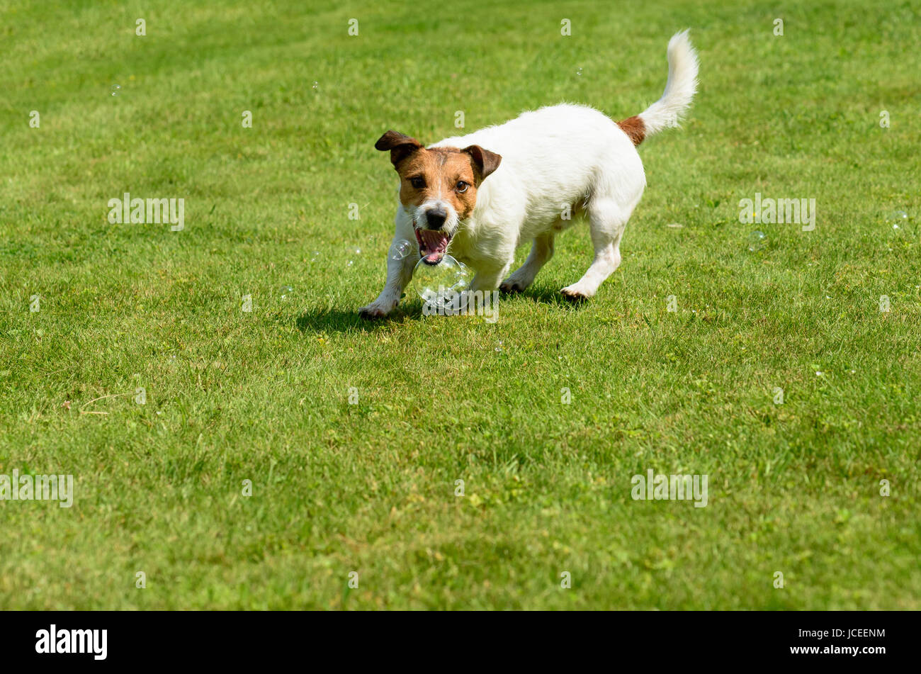 Dog catching soap bubbles with mouth on green grass background Stock ...