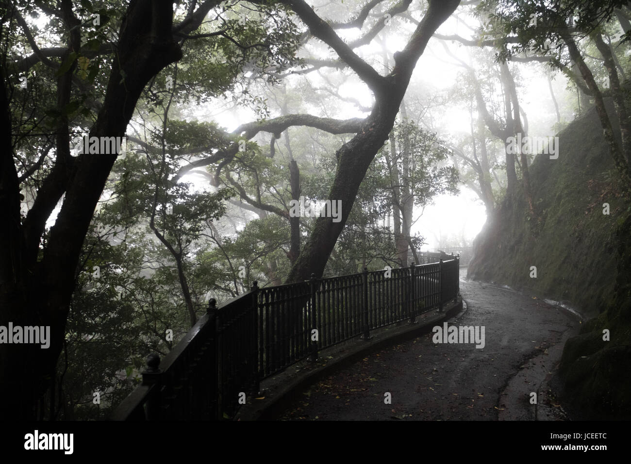 Misty foggy forest path, light illuminating fog Stock Photo - Alamy