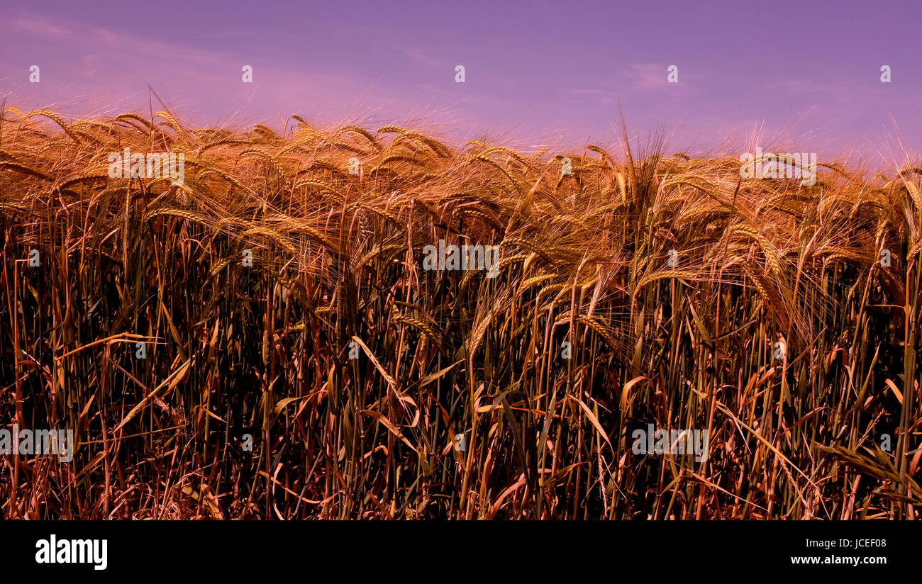 wheatfield in the east kent village of staple england uk june 2017 ...