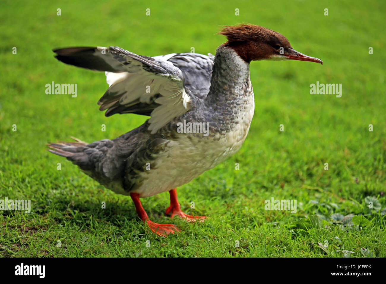 goosander in action Stock Photo - Alamy