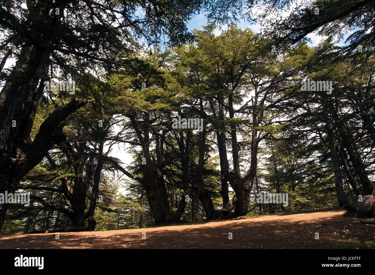 Barouk cedar trees hi-res stock photography and images - Alamy
