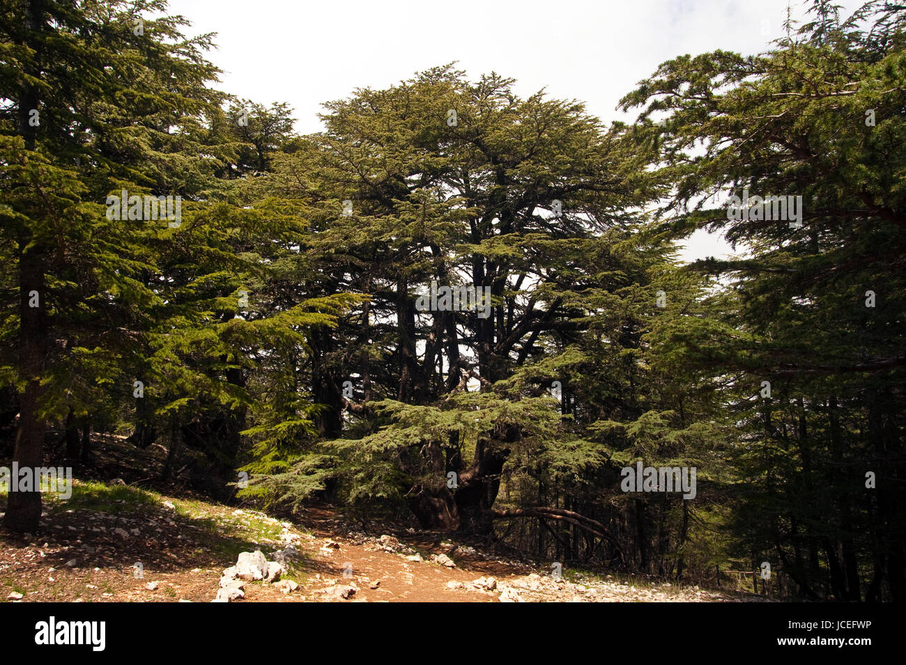 Barouk cedar trees hi-res stock photography and images - Alamy