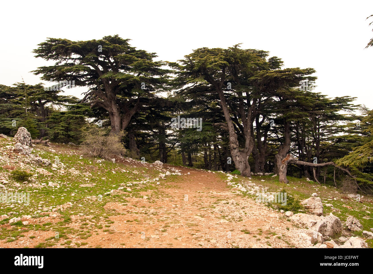 Barouk cedar trees hi-res stock photography and images - Alamy