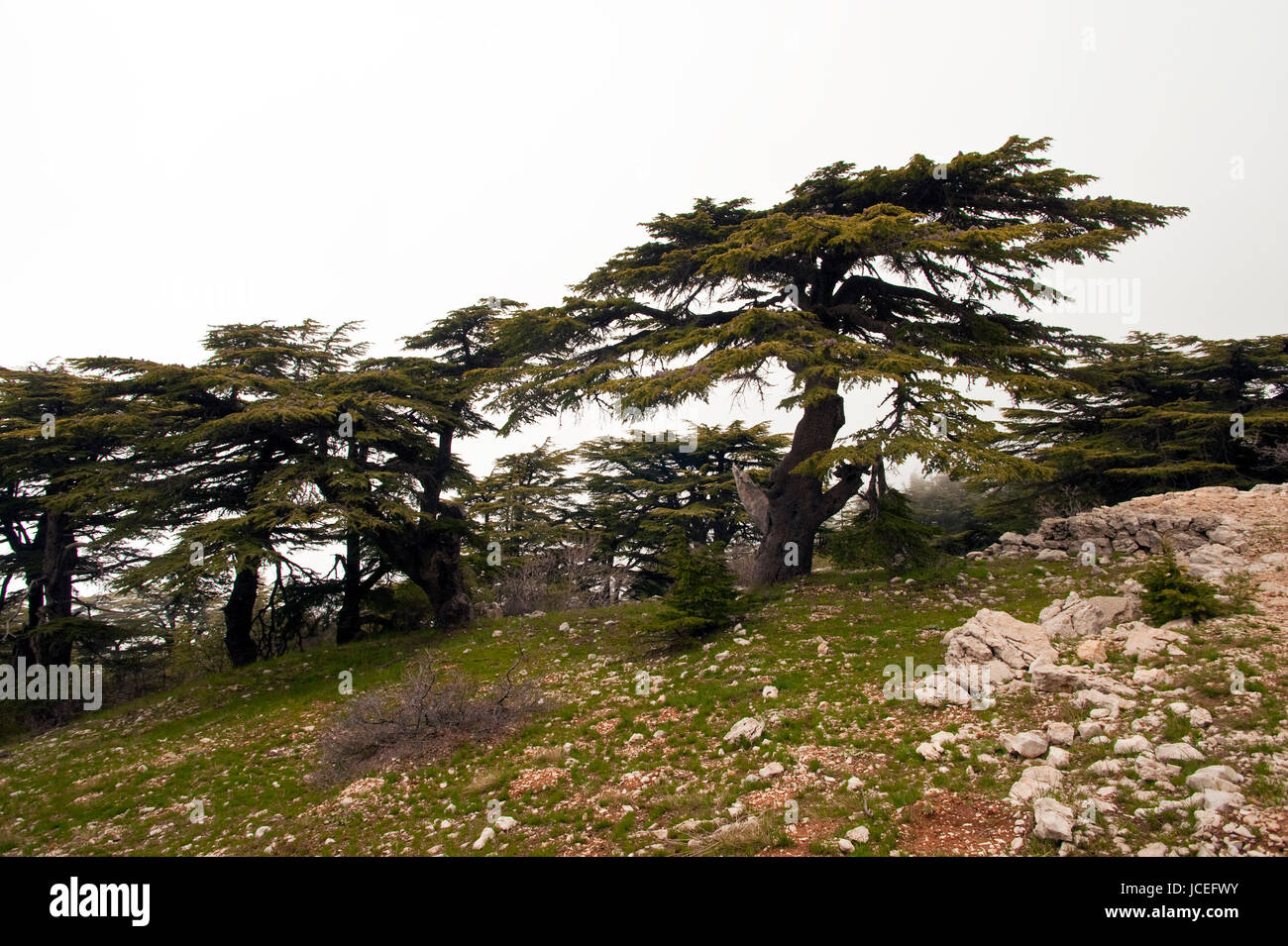 Barouk cedar trees hi-res stock photography and images - Alamy
