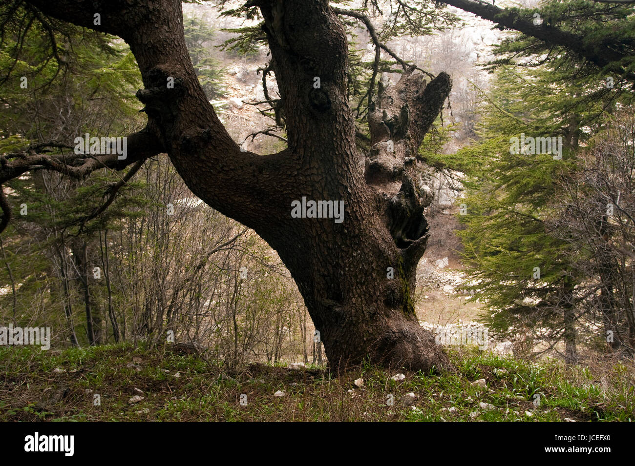 Barouk cedar trees hi-res stock photography and images - Alamy