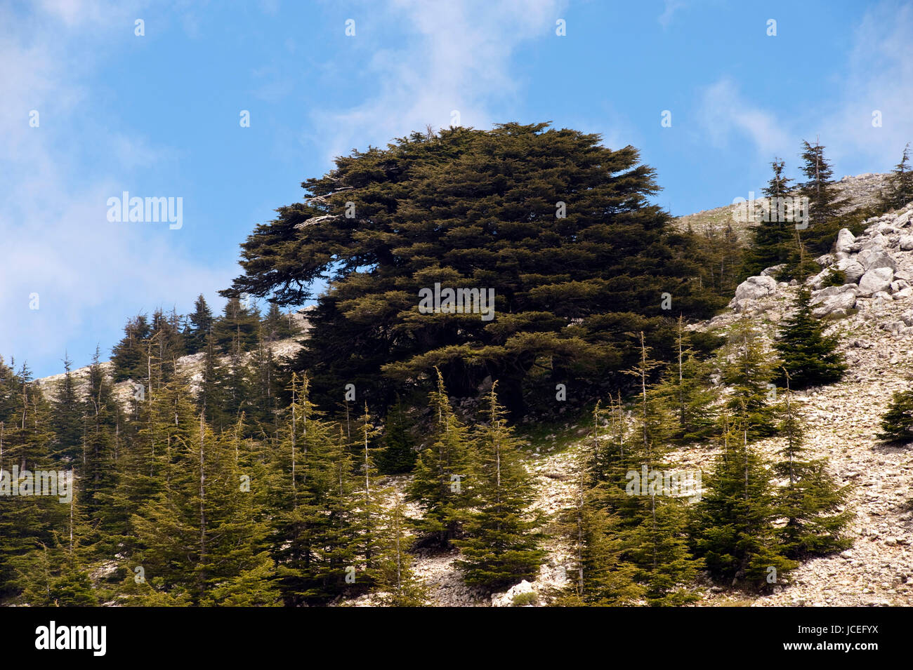 Barouk cedar trees hi-res stock photography and images - Alamy