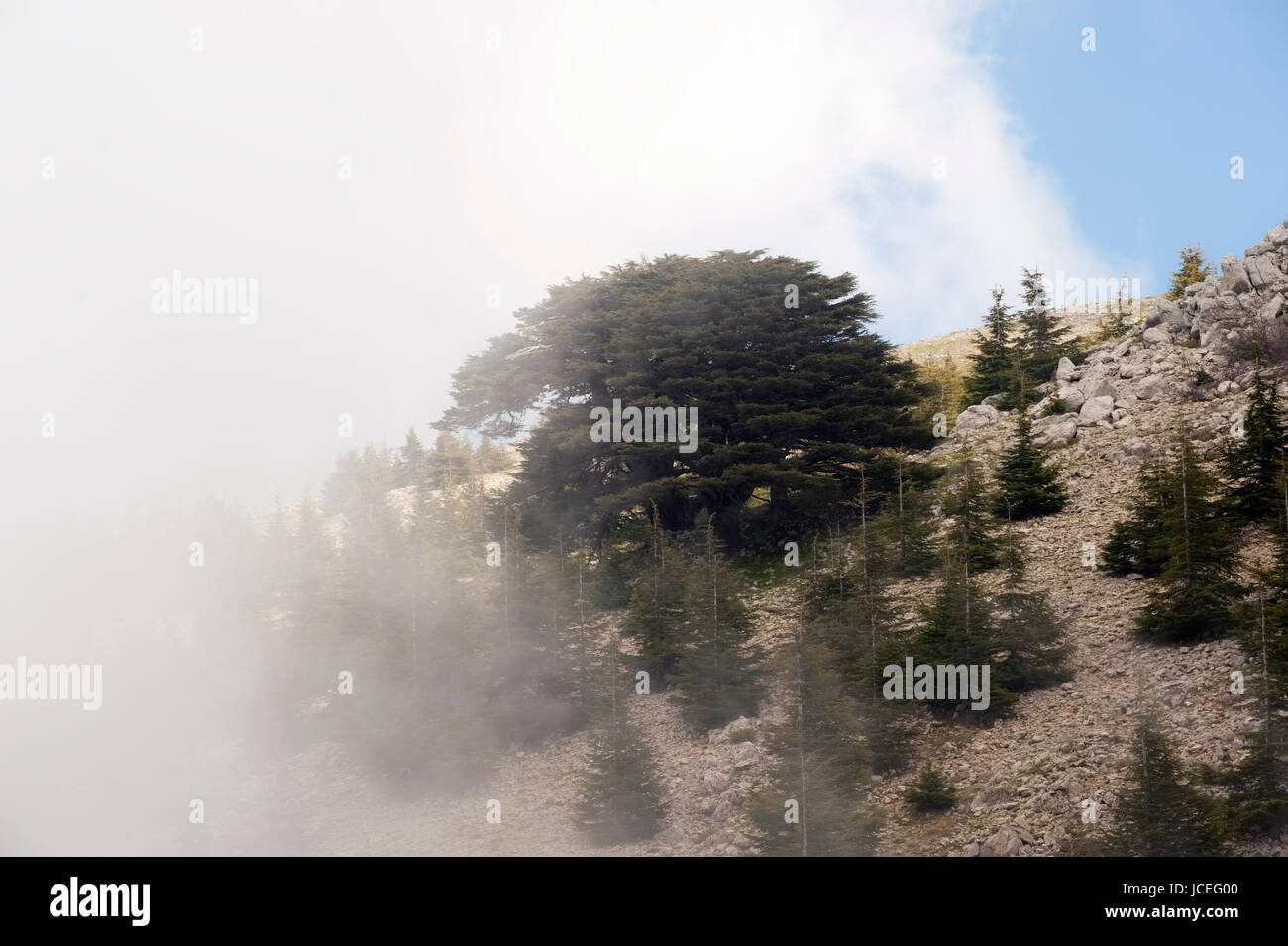 Barouk cedar trees hi-res stock photography and images - Alamy