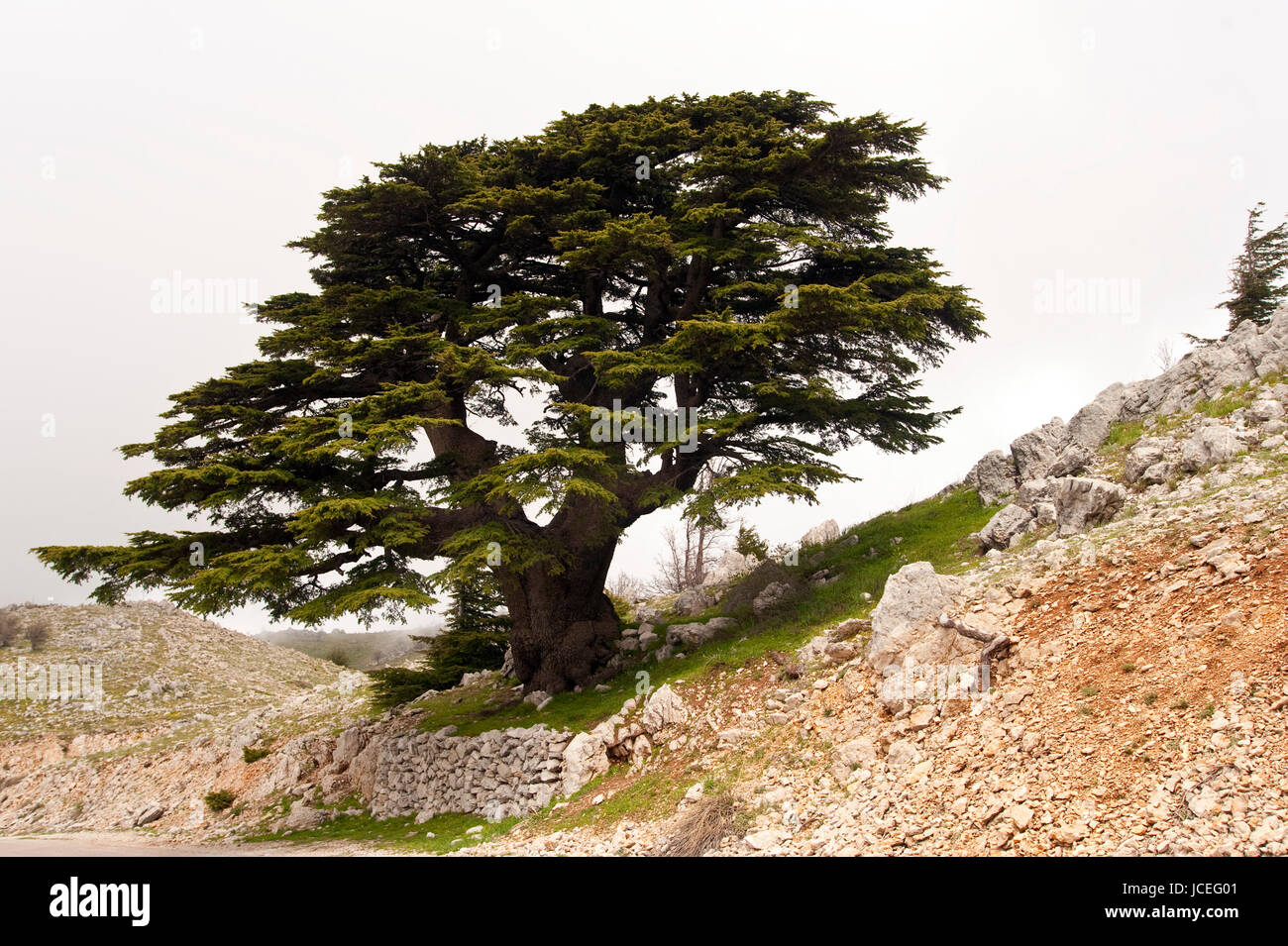 Barouk cedar trees hi-res stock photography and images - Alamy