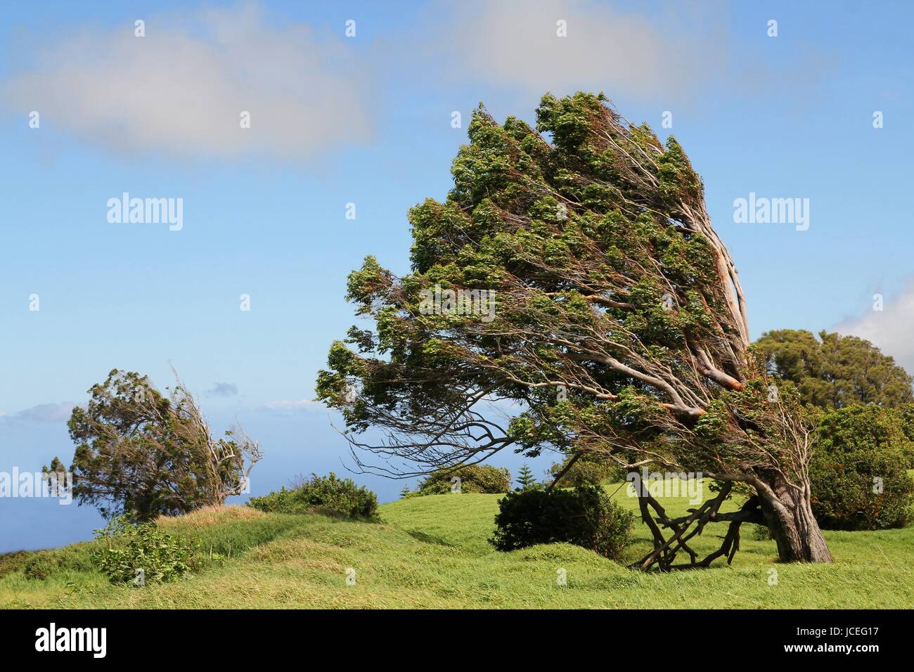 Wind resistant tree hi-res stock photography and images - Alamy