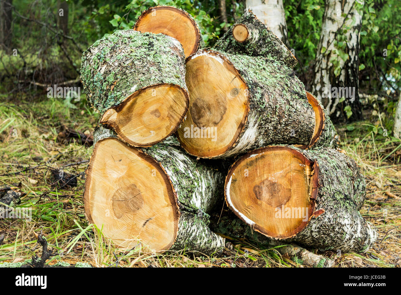 Pile of cut birch logs in the forest Stock Photo - Alamy