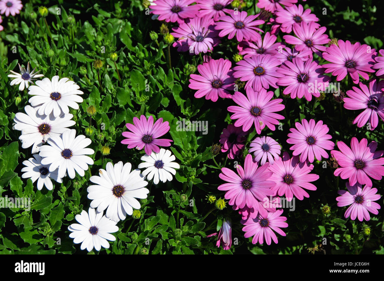Aceae hi-res stock photography and images - Alamy