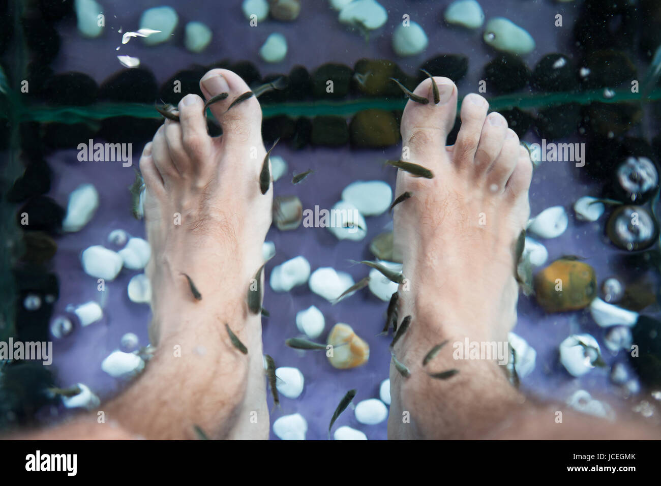 Feet in water tank with garra rufa fish Stock Photo - Alamy