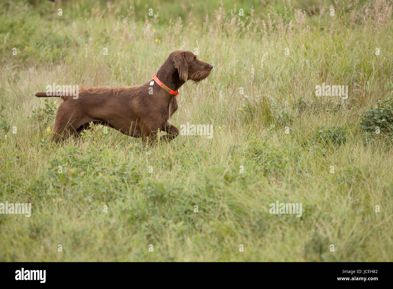 hunting dog on point Stock Photo - Alamy