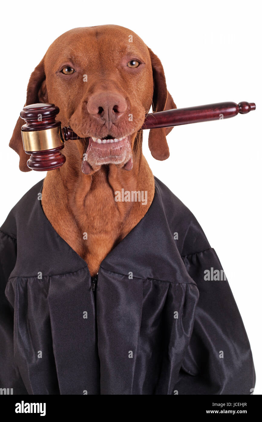 Dog judge robe hi-res stock photography and images - Alamy