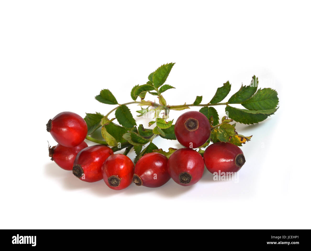 Rose leaves rose thorns Cut Out Stock Images & Pictures - Alamy