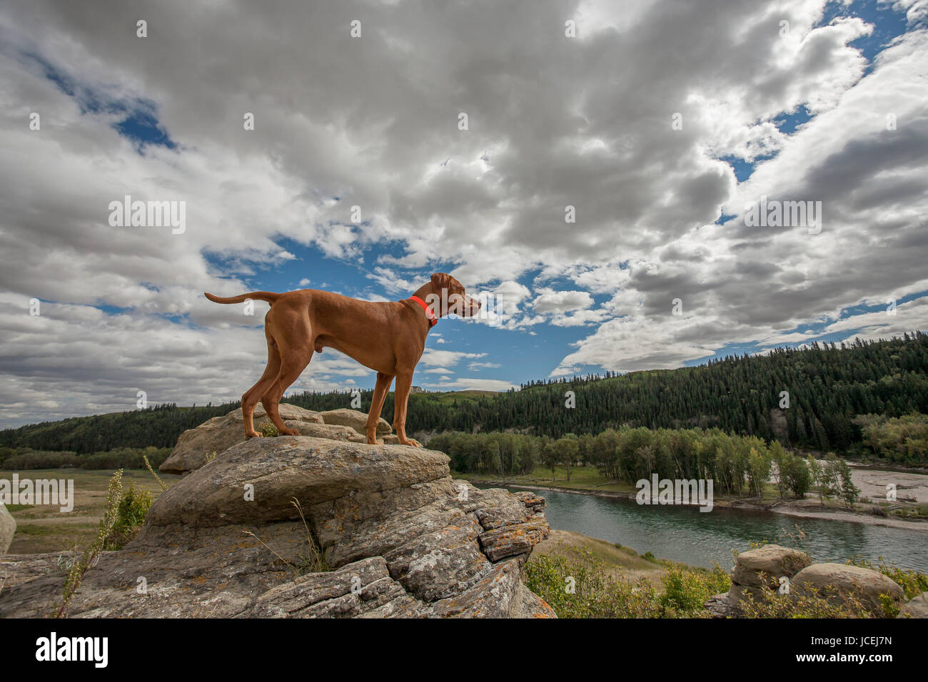 hunting dog on cliff looking down the valley and river Stock Photo - Alamy