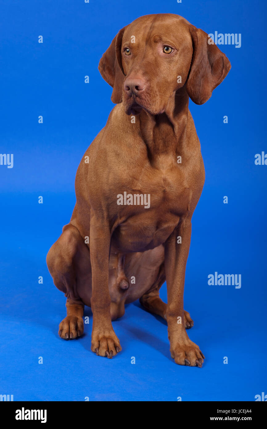 Intact male vizsla sitting in studio on blue background Stock Photo - Alamy
