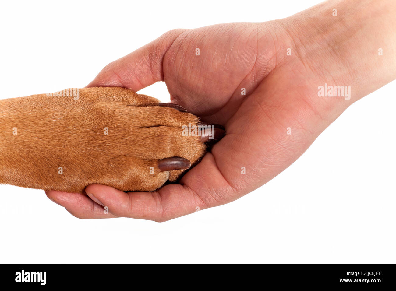 dog resting paw in human palm isolated on white background Stock Photo ...
