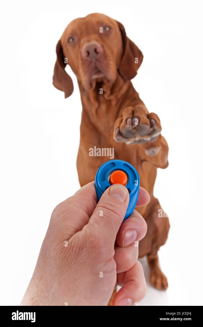 human hand holding clicker with a dog in the backgroung holding paw ...