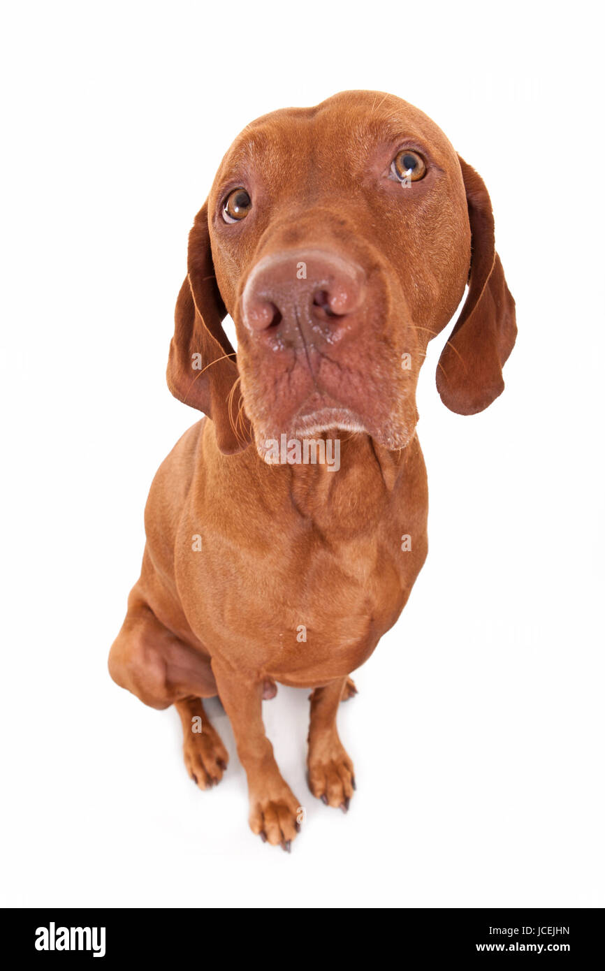 Gold color dog Cut Out Stock Images & Pictures - Alamy