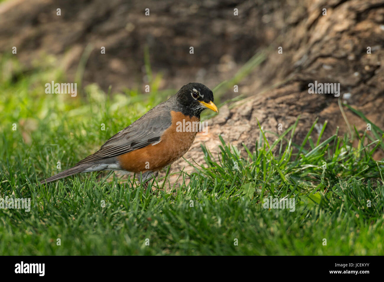 Green grassy area hi-res stock photography and images - Alamy