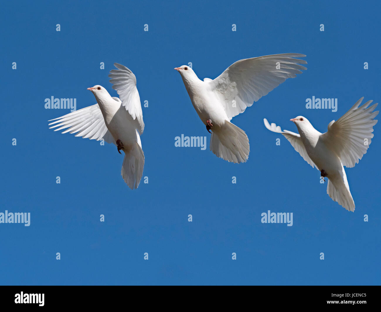 Flock pigeons in historic hi-res stock photography and images - Alamy