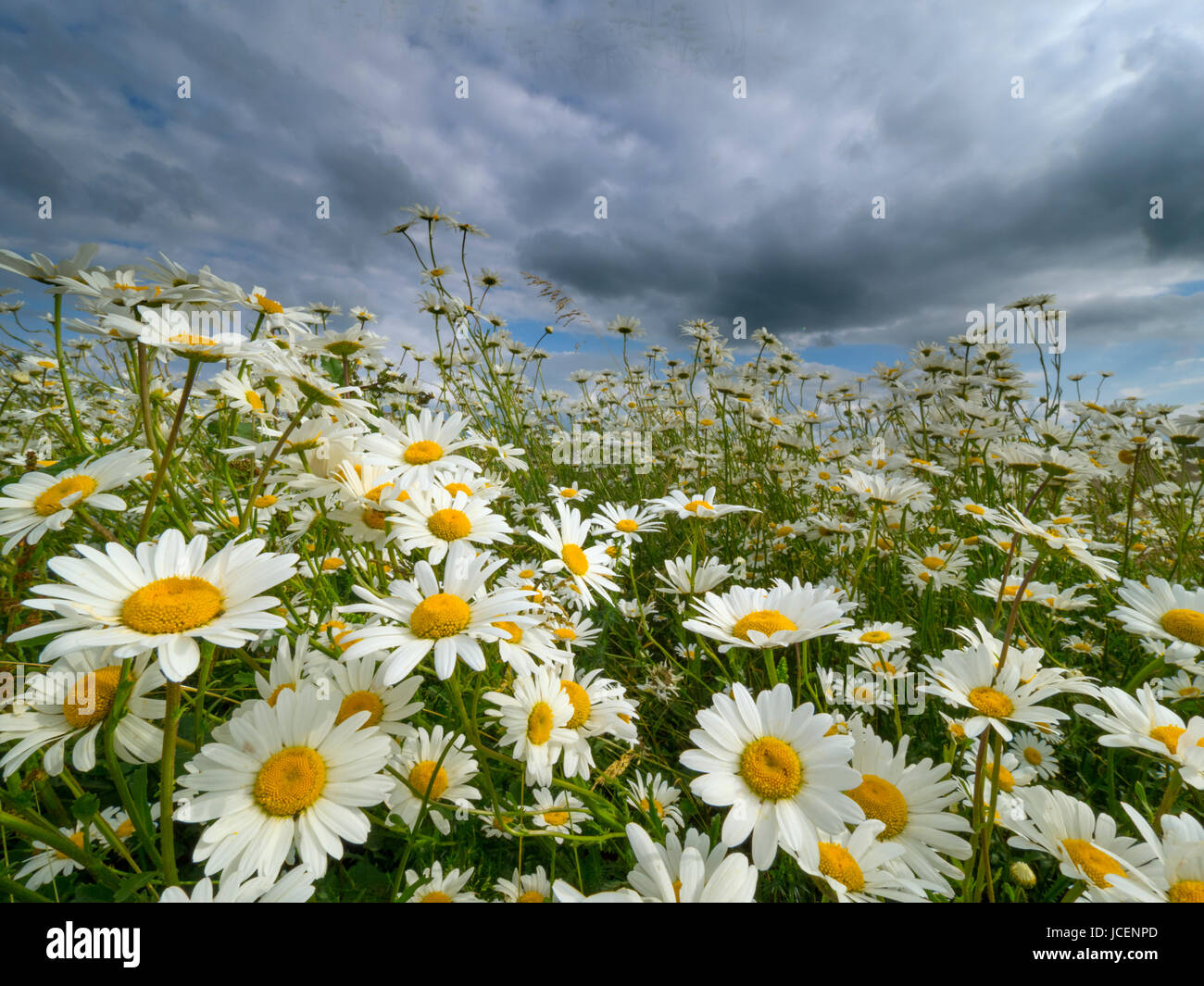 Ox-eye Daisies Leucanthemum vulgare in meadow Stock Photo - Alamy