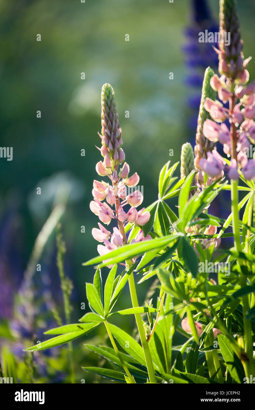 Wildflower lupine blooming in spring Stock Photo - Alamy