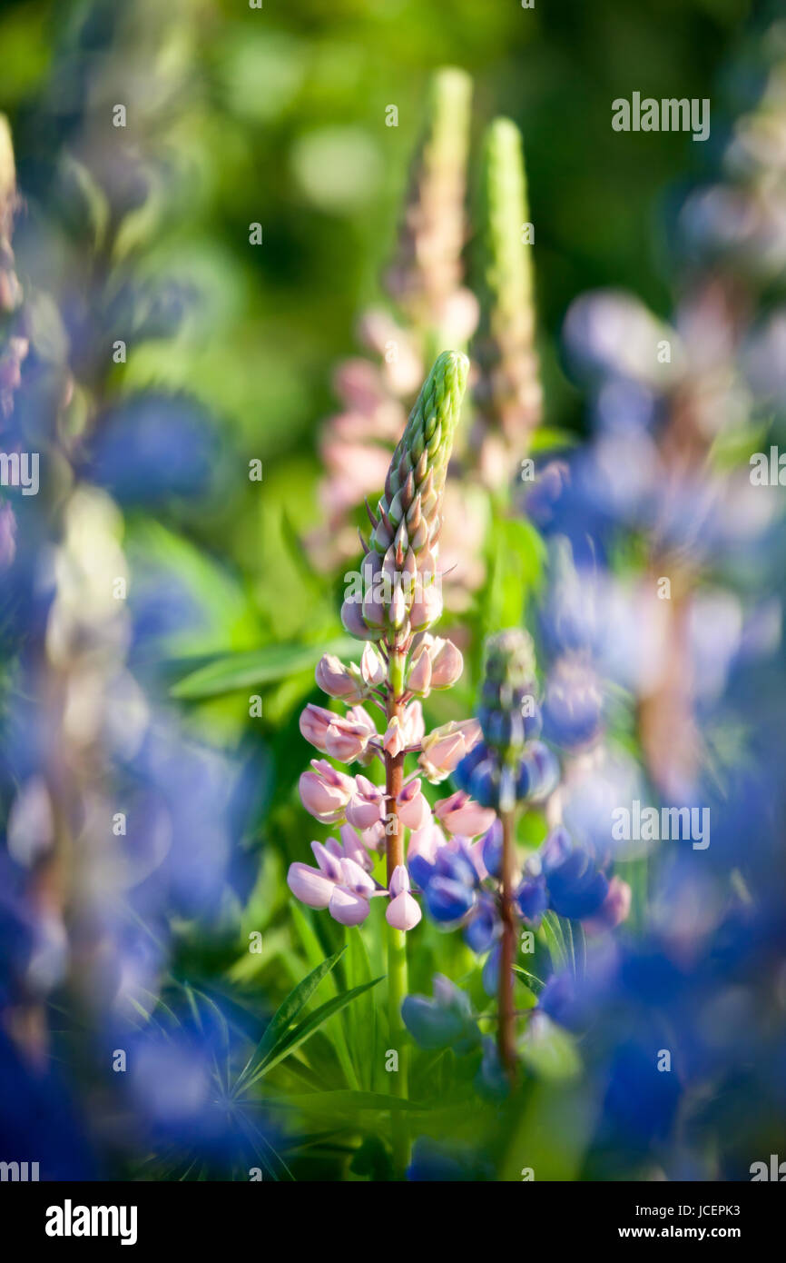 Wildflower lupine blooming in spring Stock Photo - Alamy
