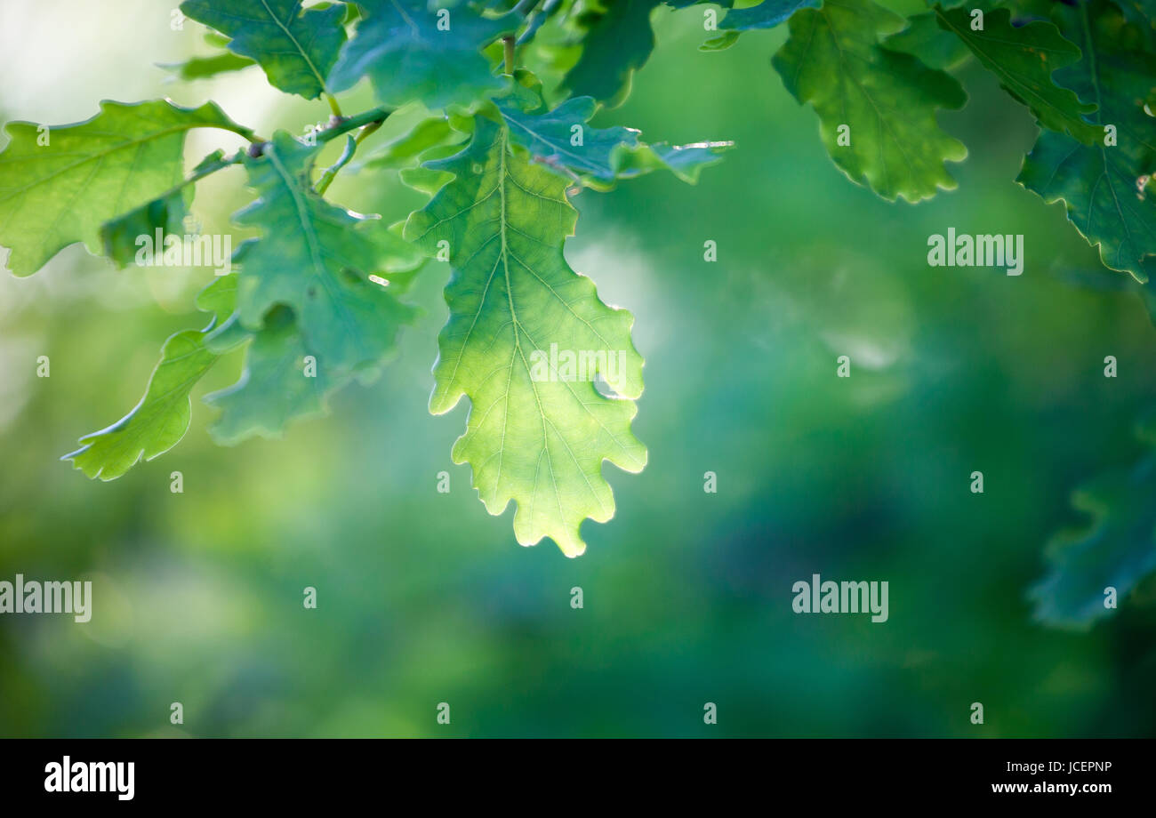 Oak tree branch in spring Stock Photo - Alamy