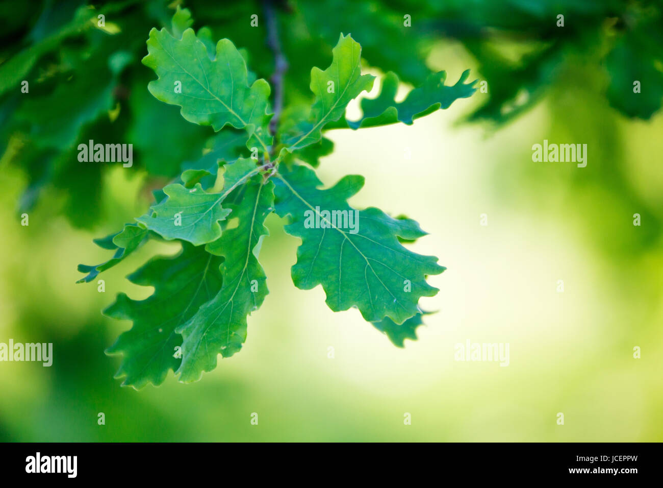 Oak tree branch in spring Stock Photo - Alamy