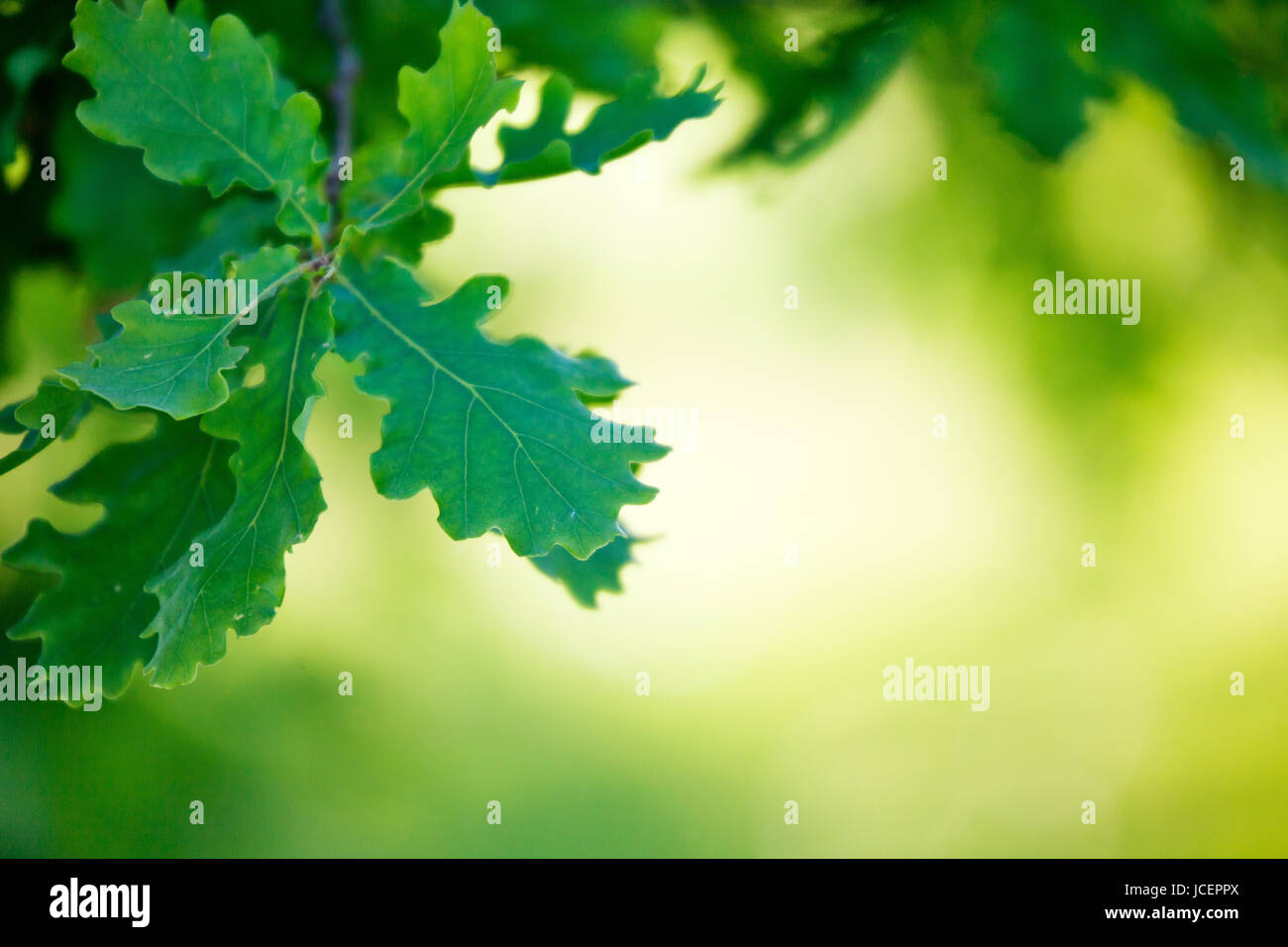 Oak tree branch in spring Stock Photo - Alamy
