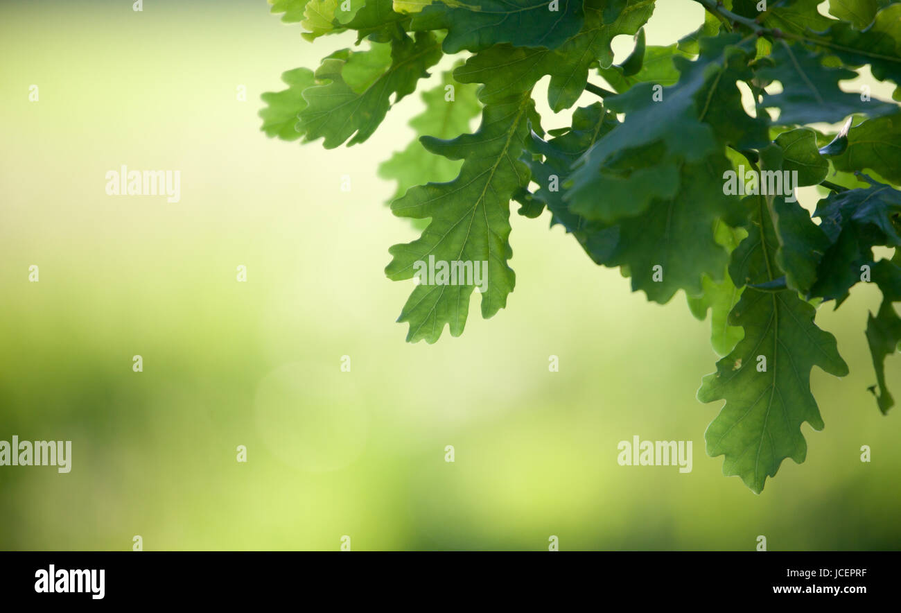 Oak tree branch in spring Stock Photo - Alamy