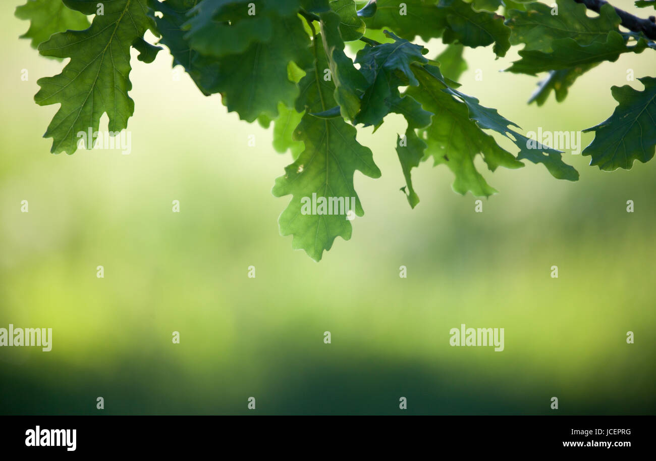 Oak tree branch in spring Stock Photo - Alamy