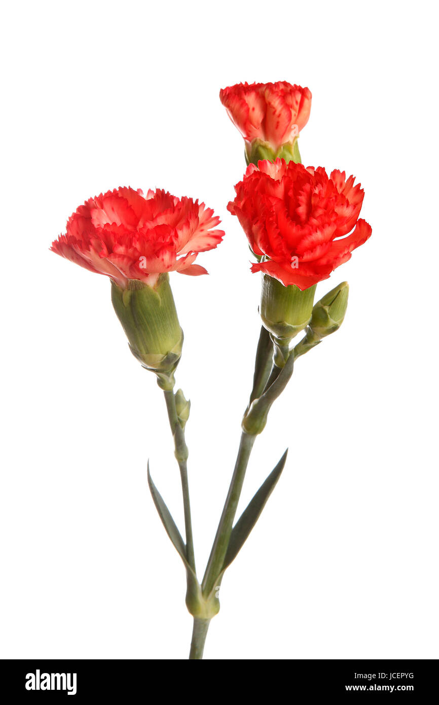 Red cloves isolated in front of a white background Stock Photo - Alamy
