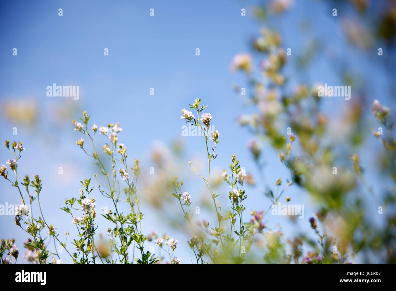 Awakening of plants and flowers in the nature in spring Stock Photo - Alamy