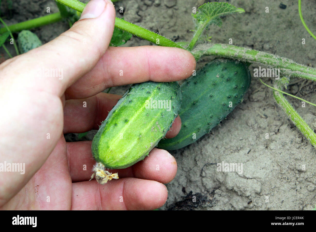 human hand with fruits of the cucumber on a bed Stock Photo - Alamy