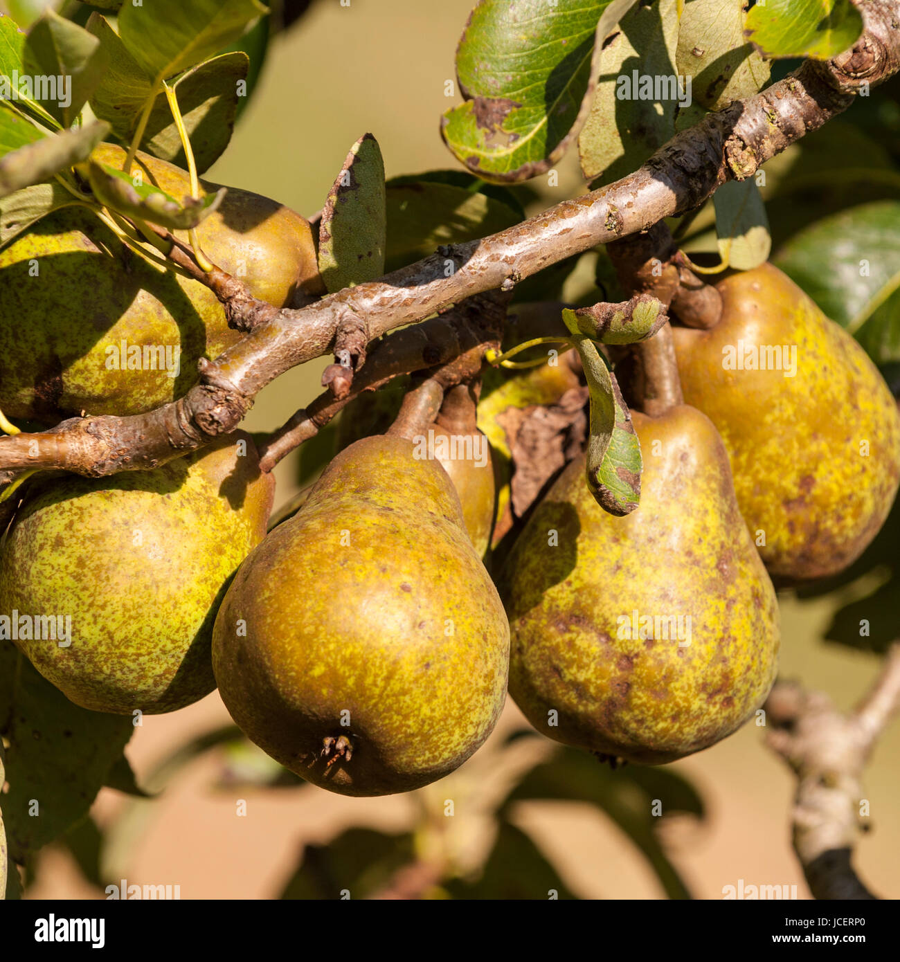 Pears trees at a hi-res stock photography and images - Alamy